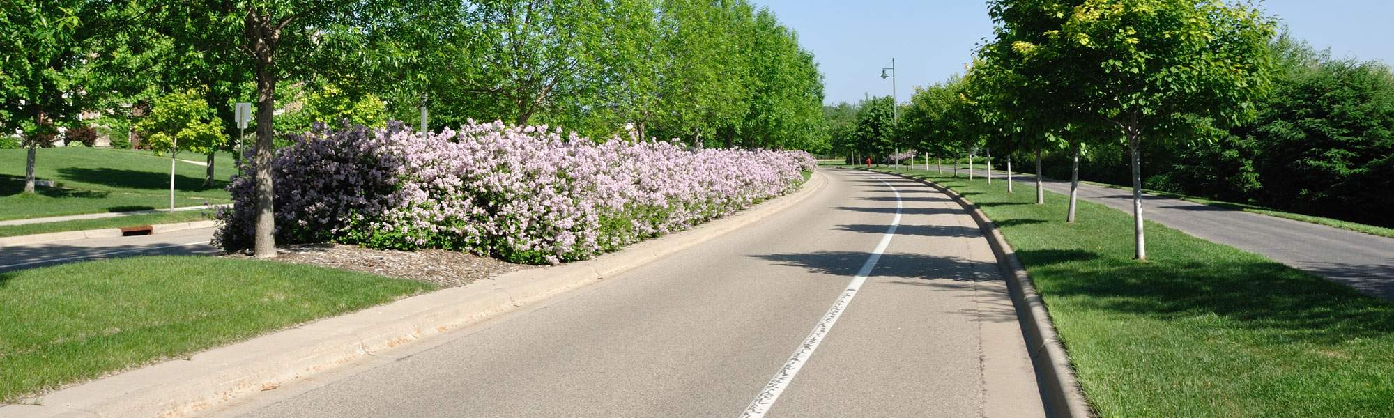 Installation Guide For Medians | Sprinkler School