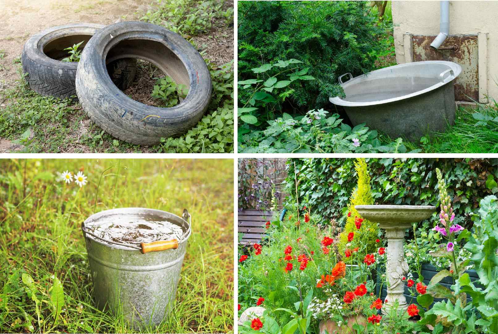 8 Areas In Your Yard You Didn't Know Mosquitoes Are Breeding ...