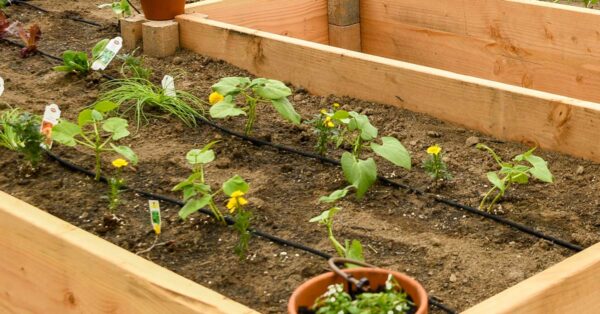 Step By Step Drip Irrigation System Installation Guide | Sprinkler School