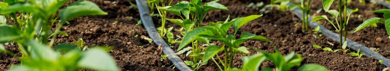 Drip Design & Install | Sprinkler School