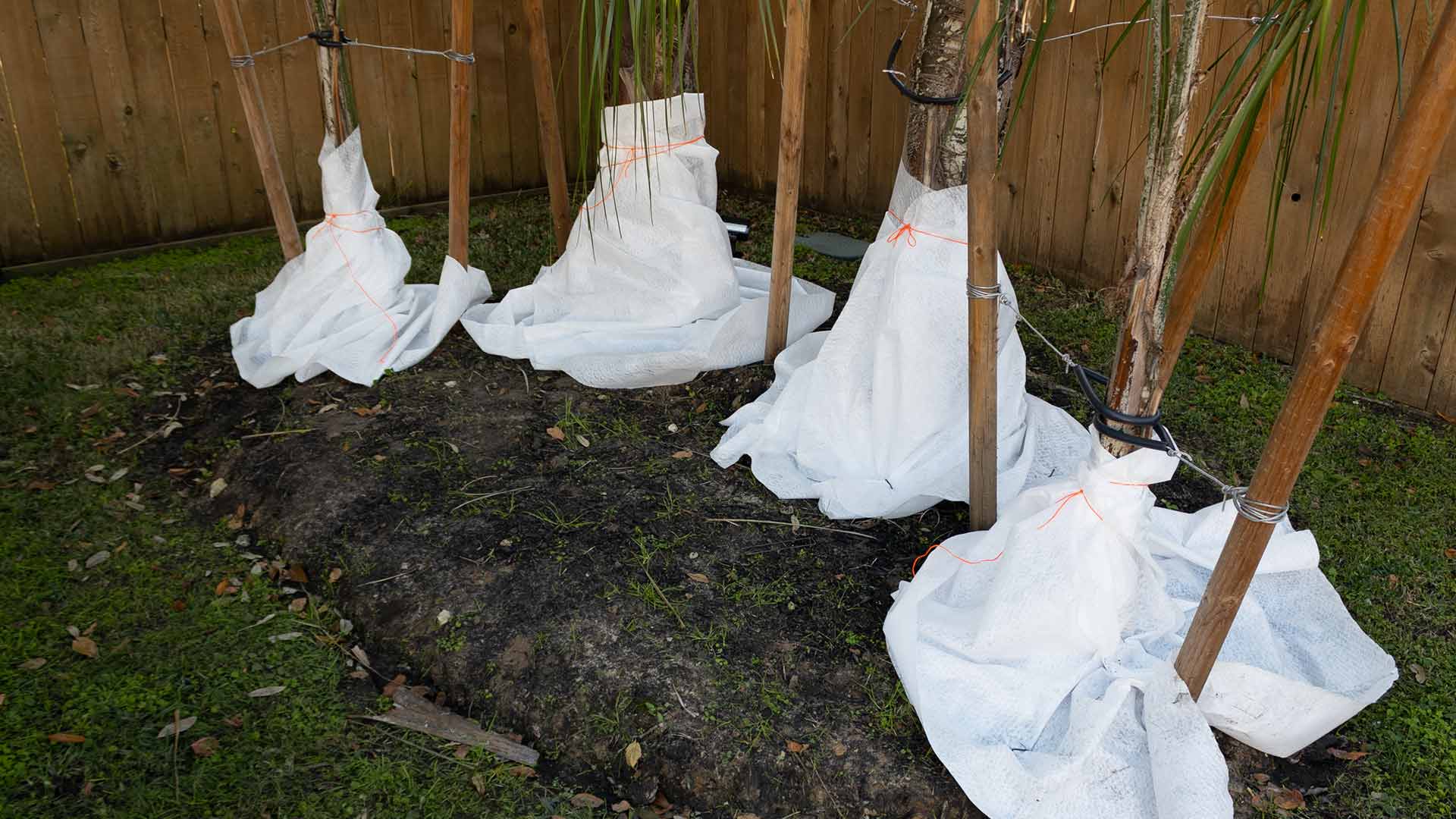 How To Winterize Palm Trees | Sprinkler Warehouse