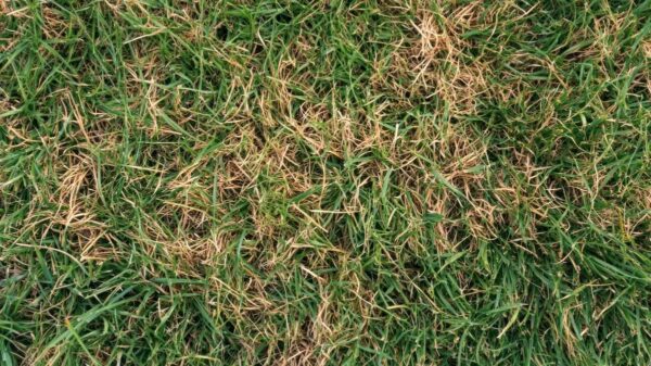 Sprinkler Head Spray Patterns | Sprinkler Warehouse